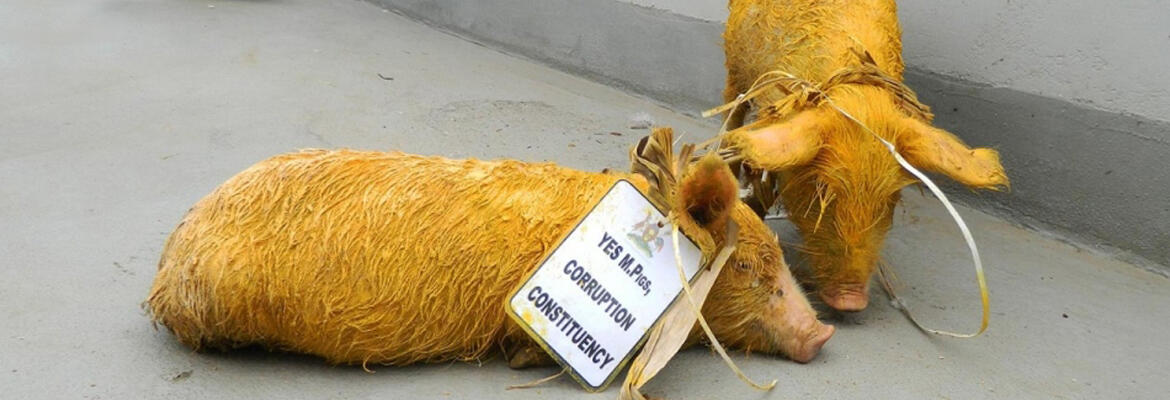 Yellow Pigs in Parliament — Beautiful Trouble