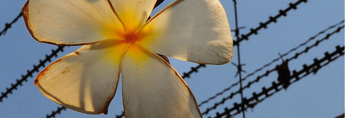 Flower Speech Campaign — Beautiful Trouble